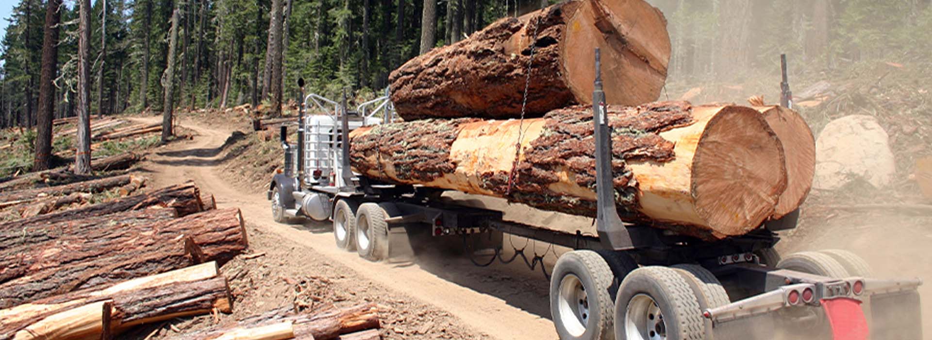 Logging Insurance - Insurance in Clark, NJ - American Insurance ...